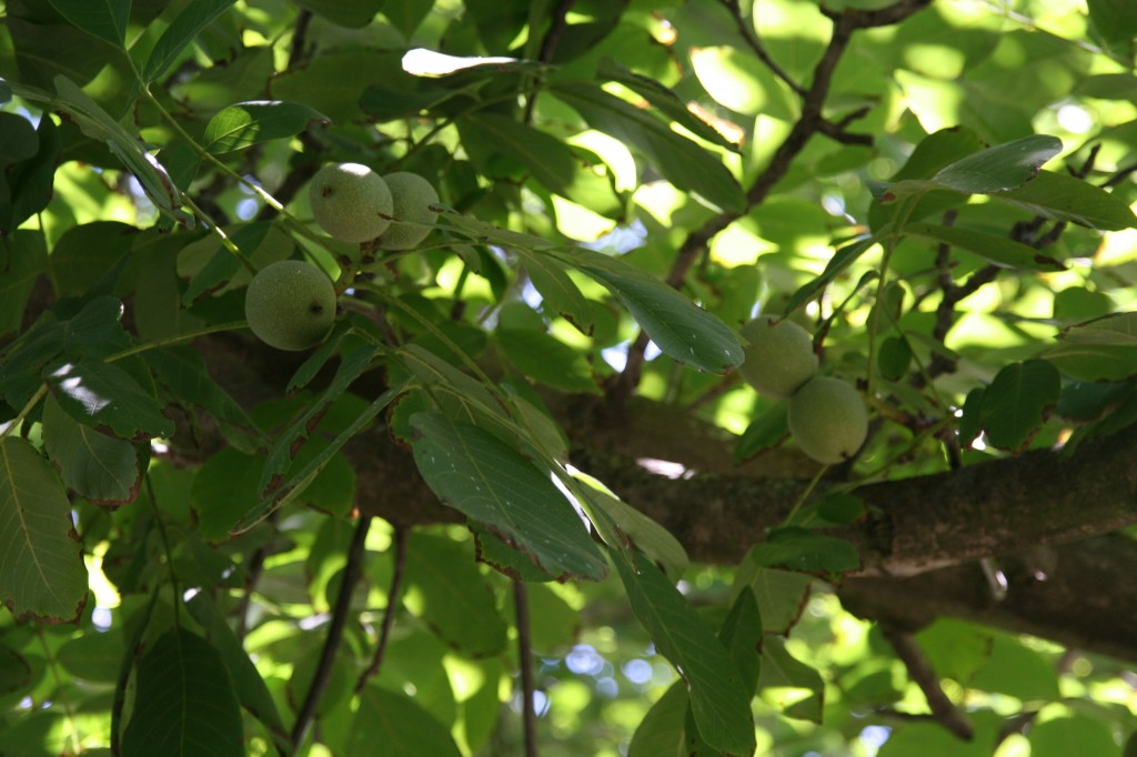 Walnuts and Grapes – Capay Canyon Ranch